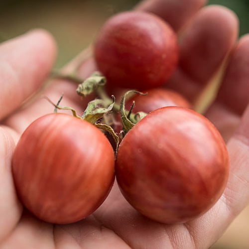 Weeds and More – Organic Heirloom Vegetables from Malaysia's Cameron ...